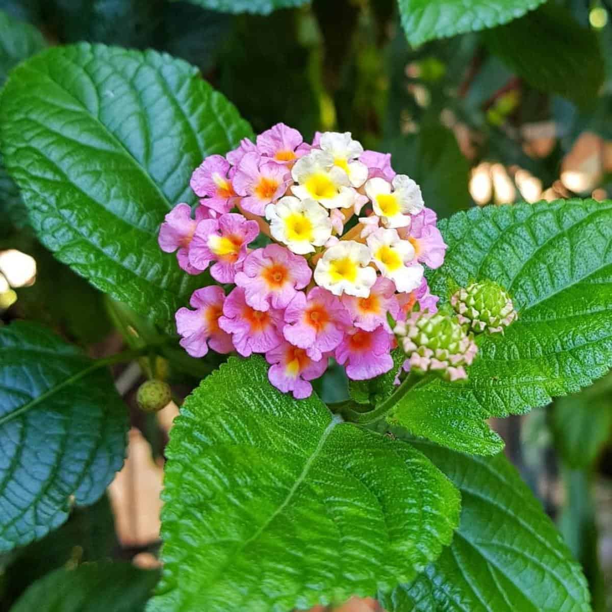 Types of Lantana Colors, Sizes & Growth Habits