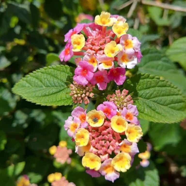 Types of Lantana Colors, Sizes & Growth Habits