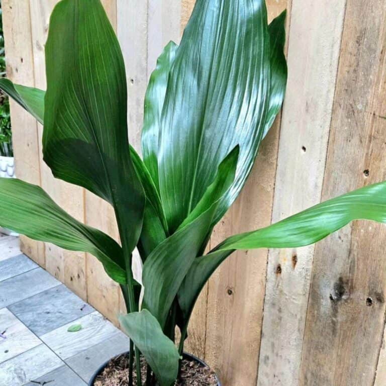Pruning Cast Iron Plants: How To Prune Aspidistra Plants