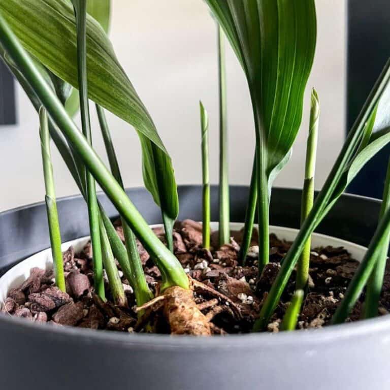 Pruning Cast Iron Plants: How To Prune Aspidistra Plants