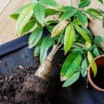 How To Fix Root Rot In Money Trees (Signs And Causes)