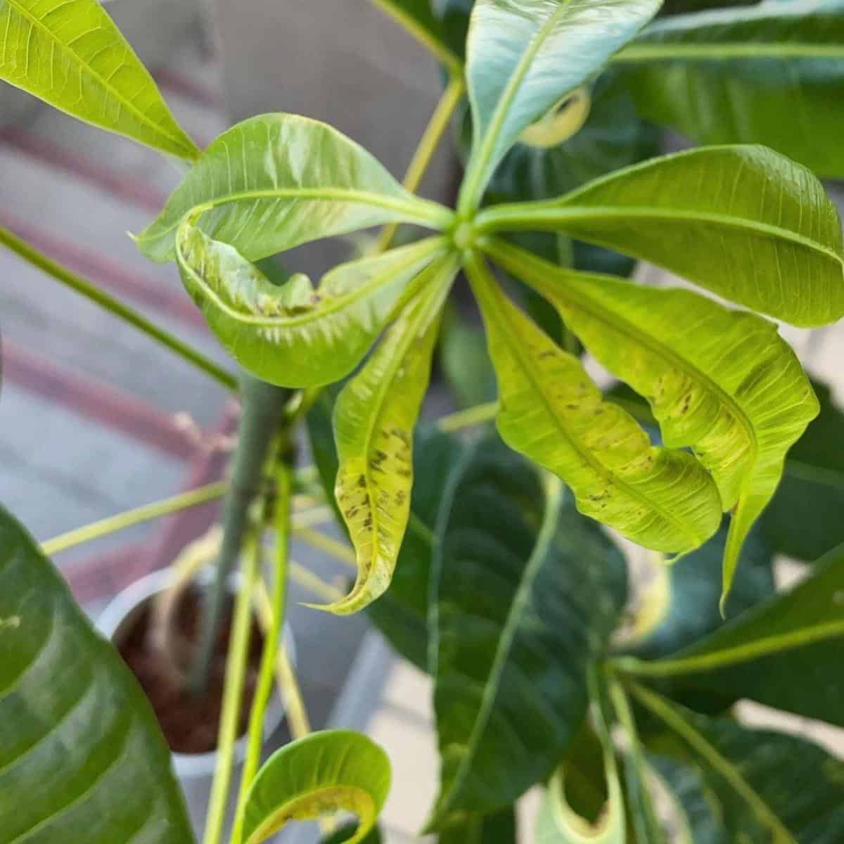 How To Fix Root Rot In Money Trees (Signs And Causes)