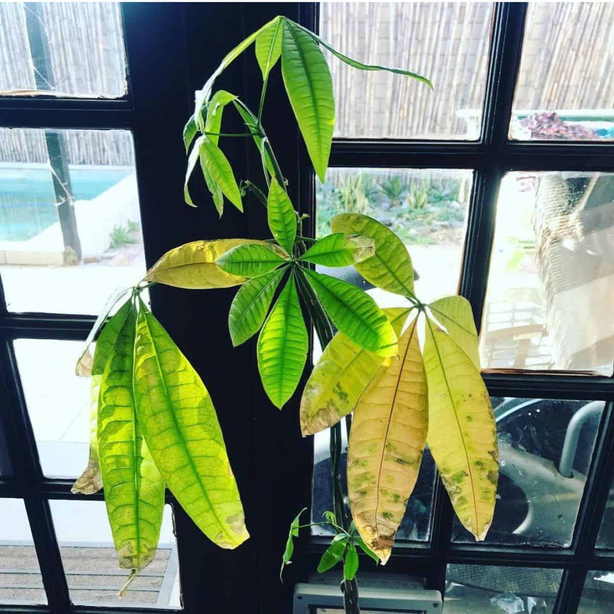 Signs Of Underwatered Money Tree: How To Revive It