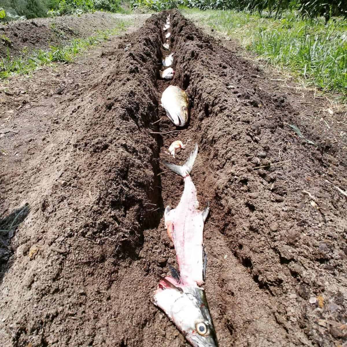 How To Plant Tomatoes Tips From A Pro - Fish Heads Not Included