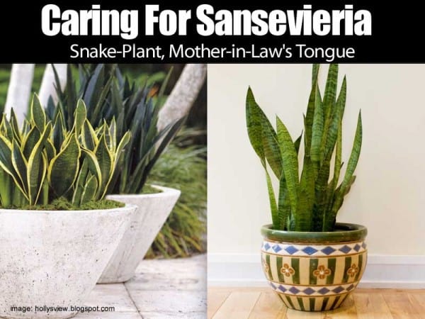 Sansevieria Plant Care: How To Grow Viper's Bowstring Hemp