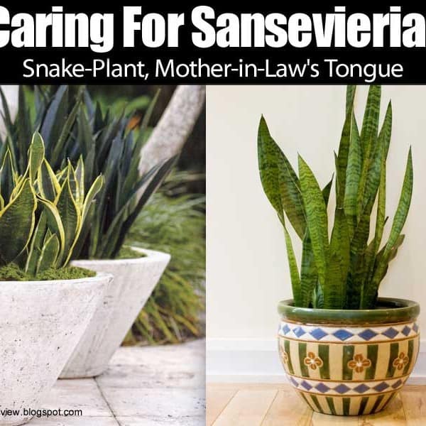 Snake Plant: How To Care For A Sansevieria Plant