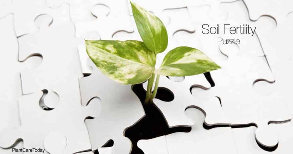 Fertile Soil: Understanding The Soil Fertility Puzzle