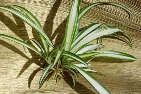Spider Plant Care: Growing The Chlorophytum Comosum [HOW TO]