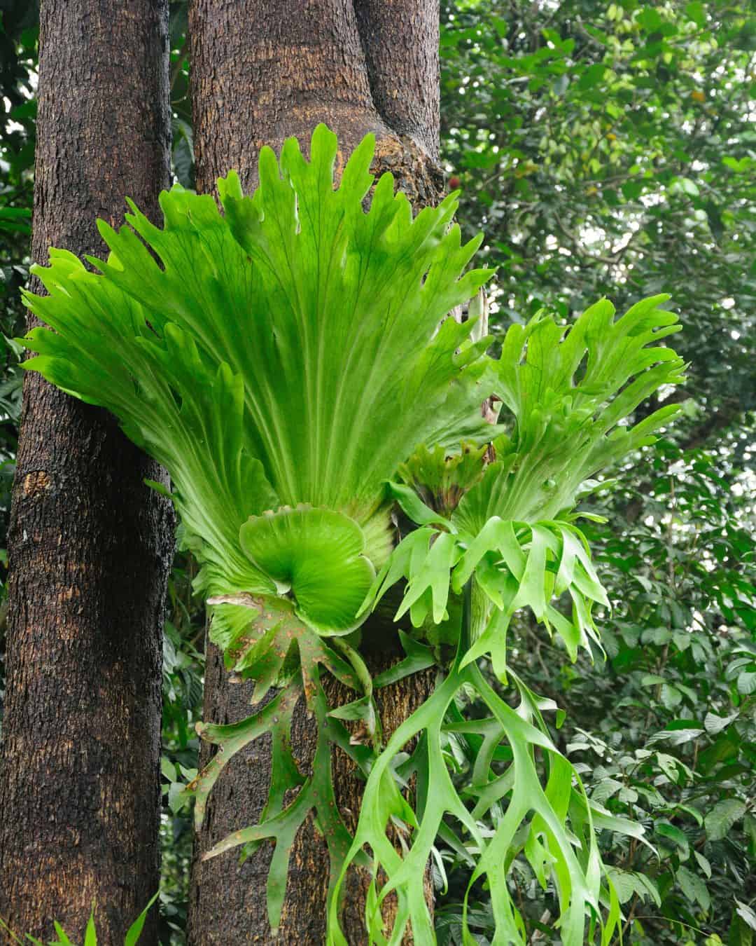 Staghorn Fern: Care and Growing Information