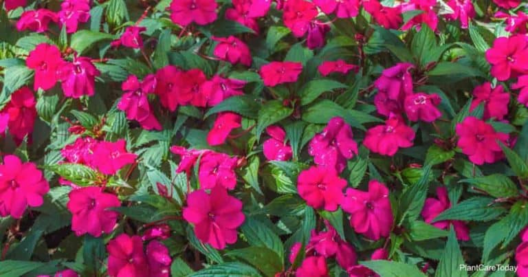 How To Grow and Care For Sunpatiens® Plants | PlantCareToday