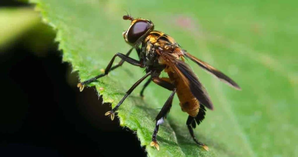 Tachinid Fly: Control Garden Pests With Beneficial Tachinid Flies