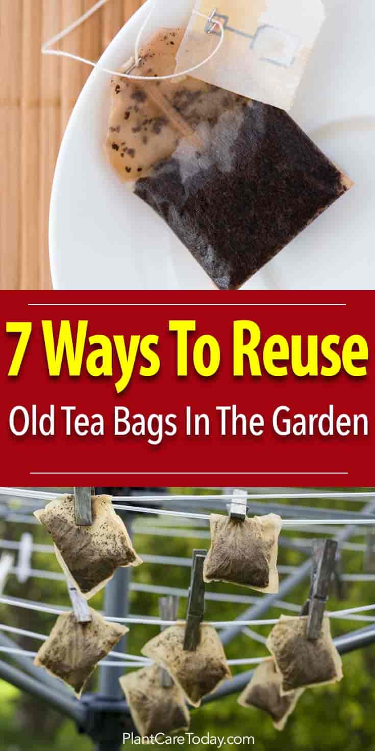 7 Ways To Reuse Old Used Tea Bags In The Garden 3 Brilliant 