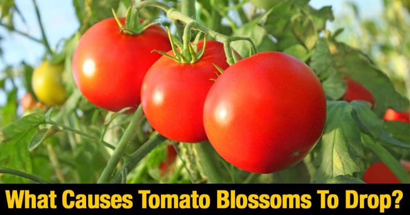 What Causes Tomato Blossoms To Drop?