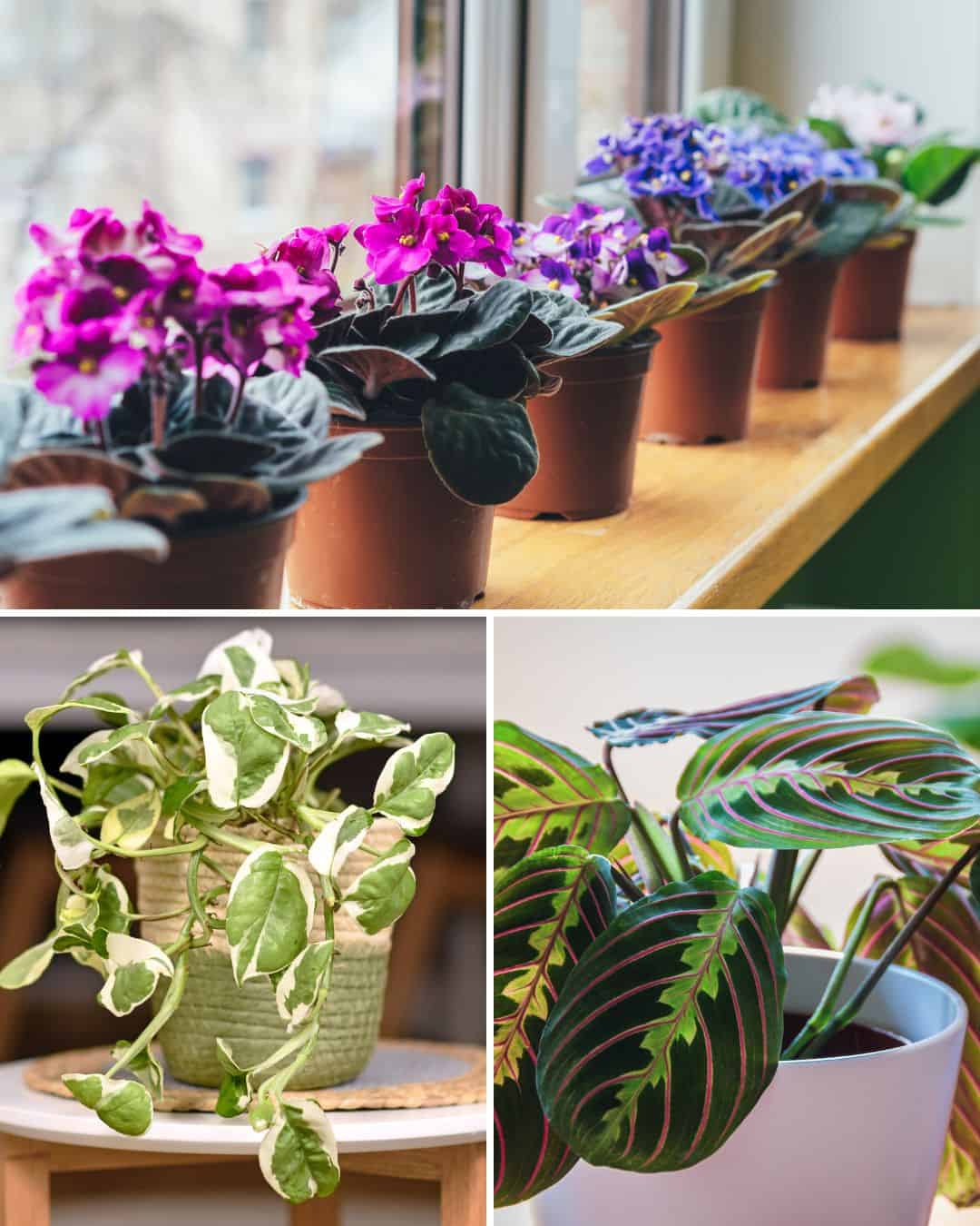 General Houseplant Care - Plant Care Today