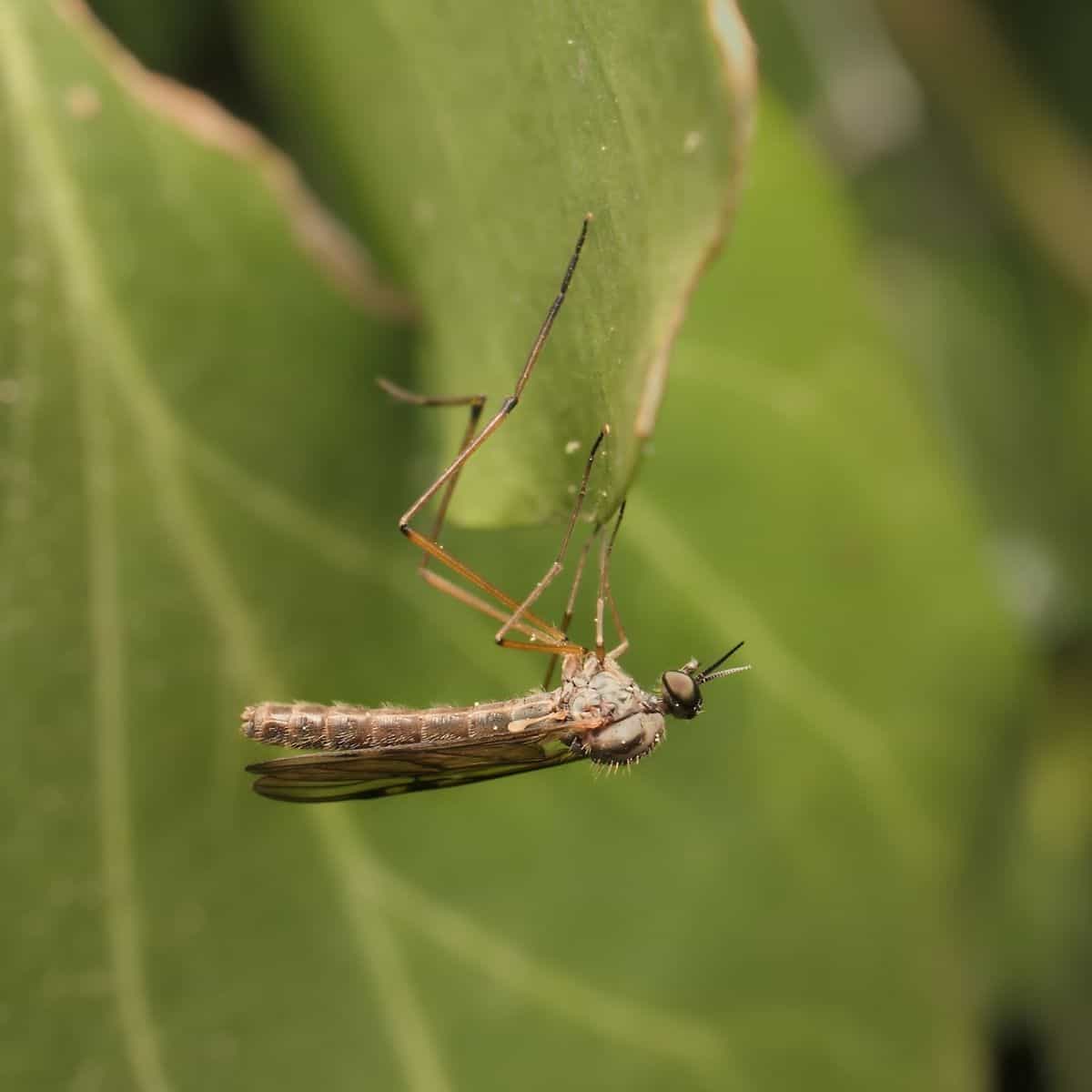 How To Get Rid Of Gnats In Plants