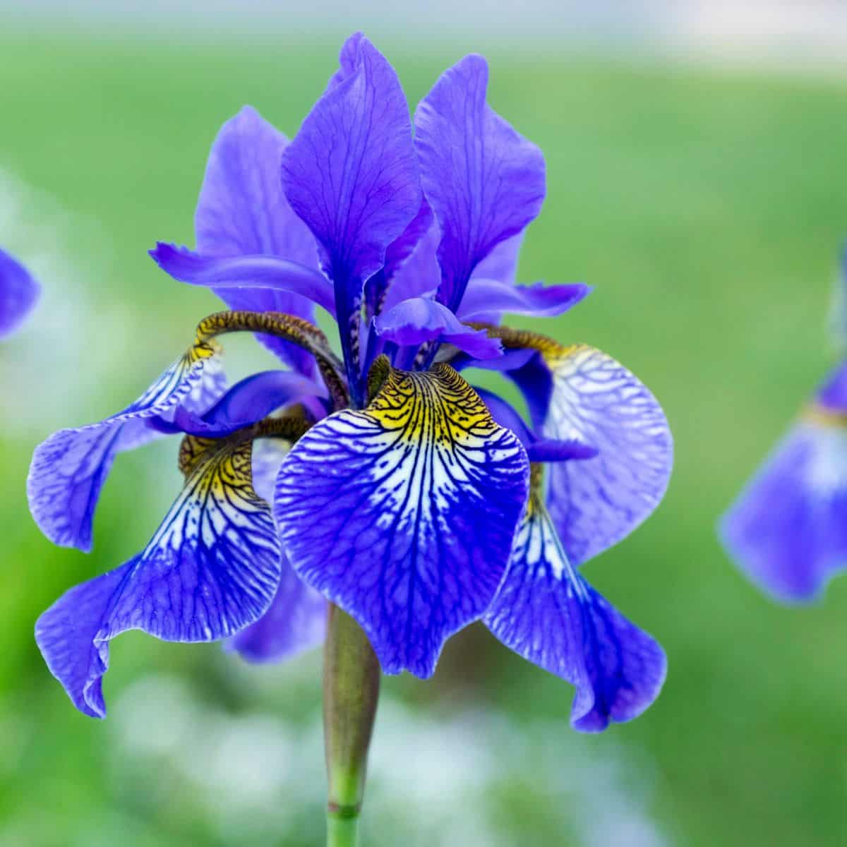 7 Reasons Your Irises Didn't Bloom and How To Fix It For Next Year