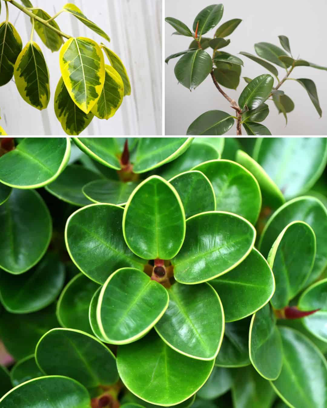 9 Unexpected Uses for Ficus Plants: Hidden Houseplant Talents