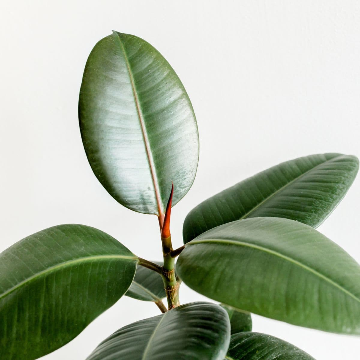9 Unexpected Uses for Ficus Plants: Hidden Houseplant Talents