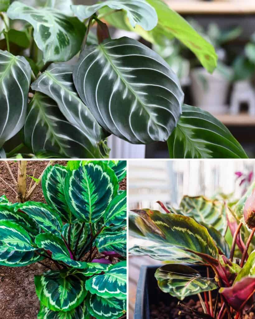 Calathea - Plant Care Today