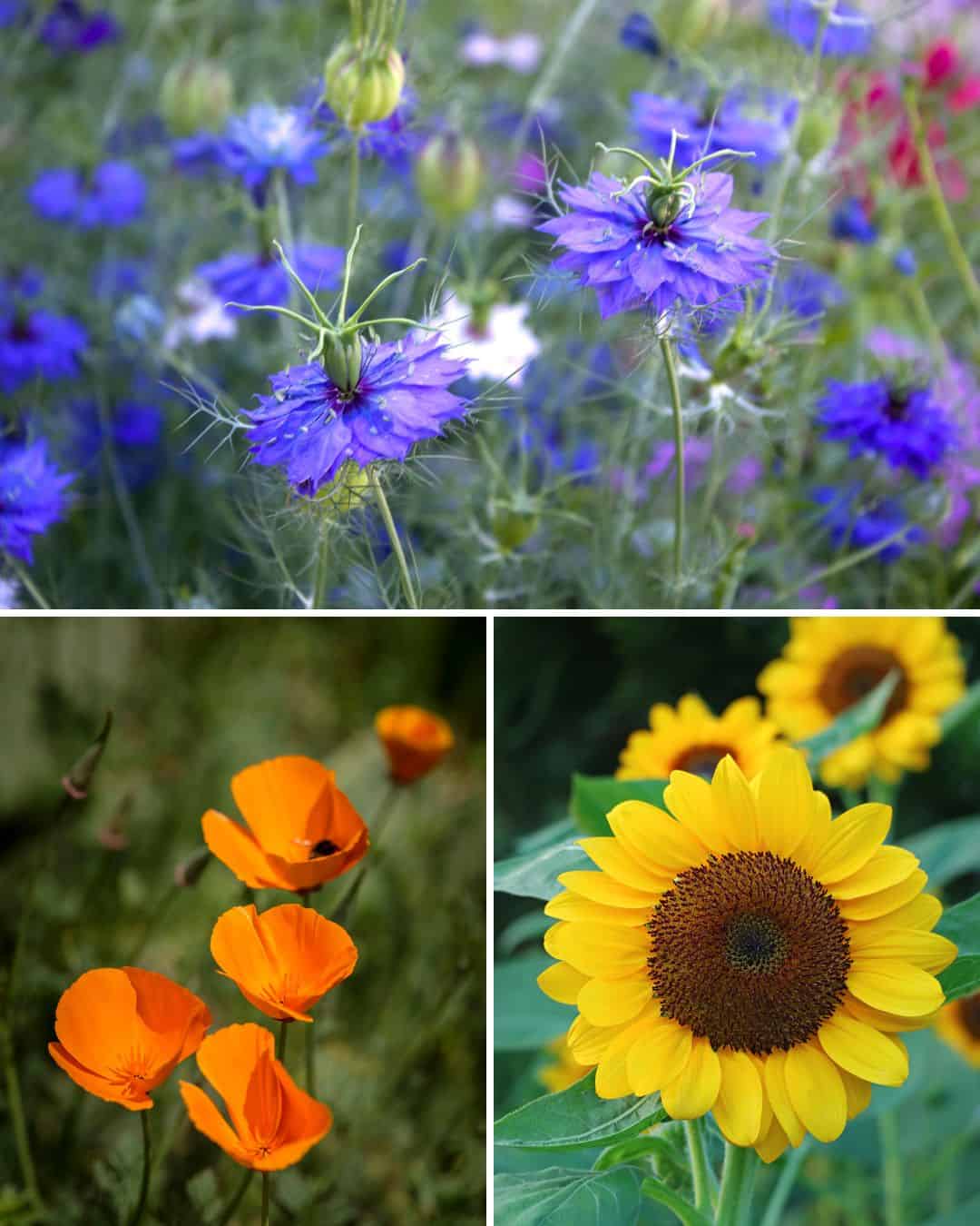 17 Flowering Plant That Self-Seed, And Spread Naturally