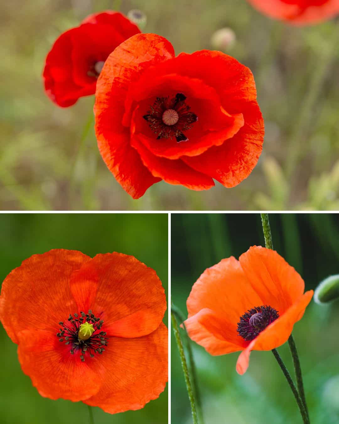17 Flowering Plant That Self-Seed, And Spread Naturally