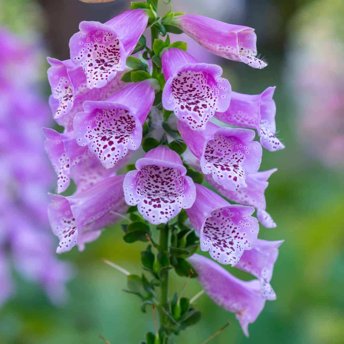 17 Flowering Plant That Self-Seed, And Spread Naturally