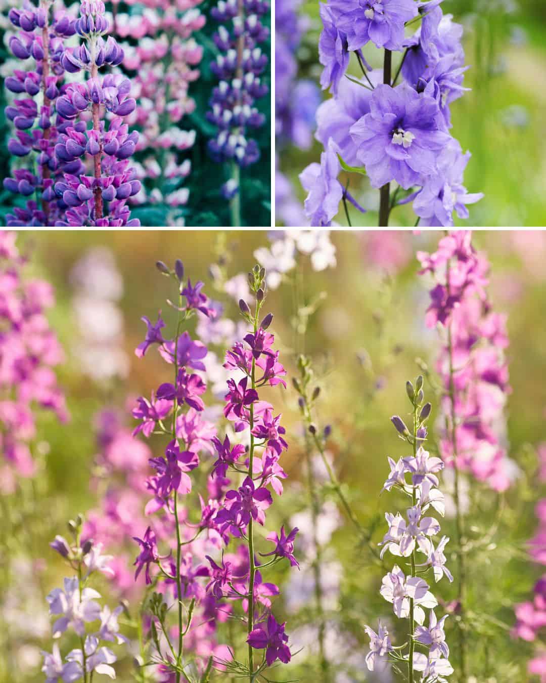 17 Flowering Plant That Self-Seed, And Spread Naturally