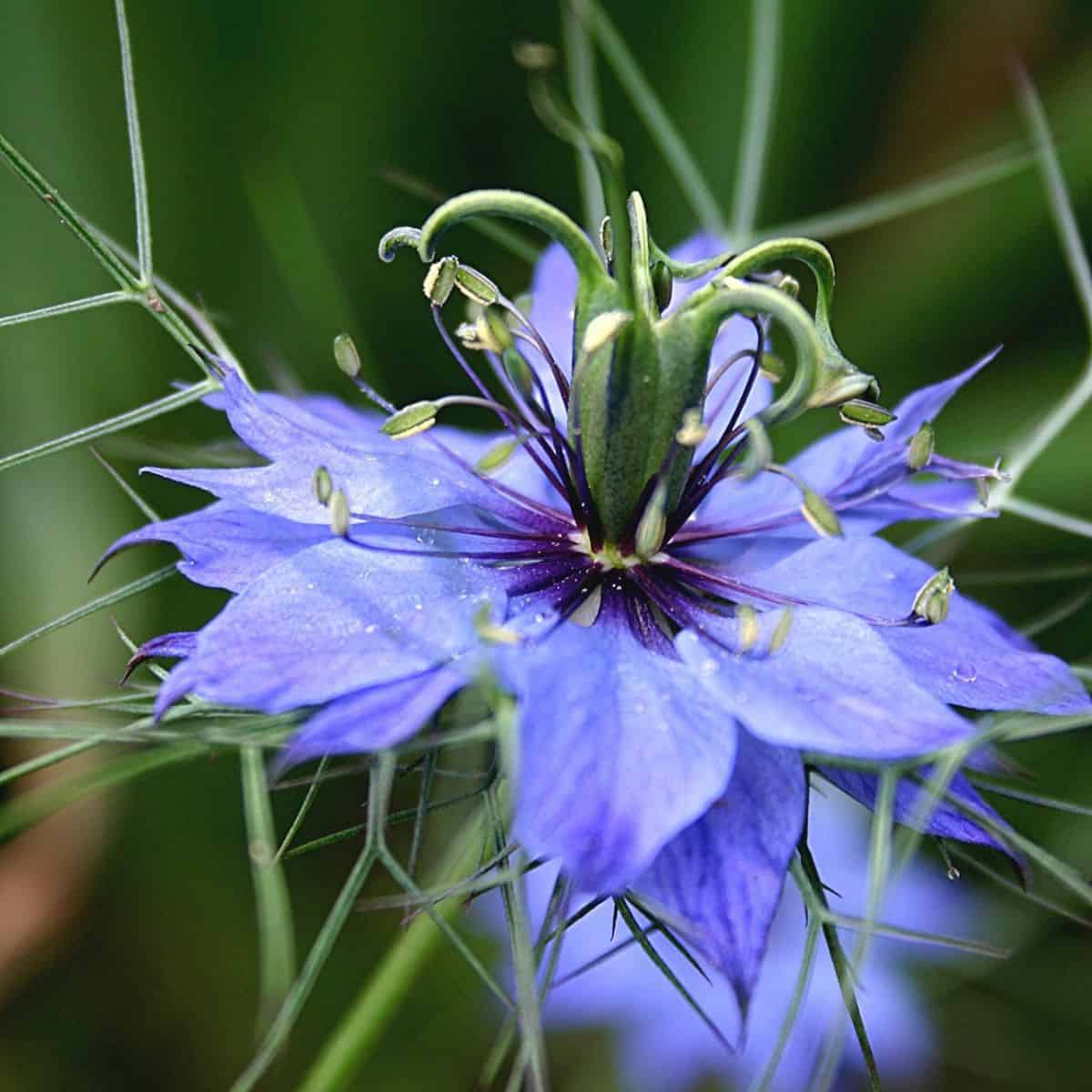 17 Flowering Plant That Self-Seed, And Spread Naturally