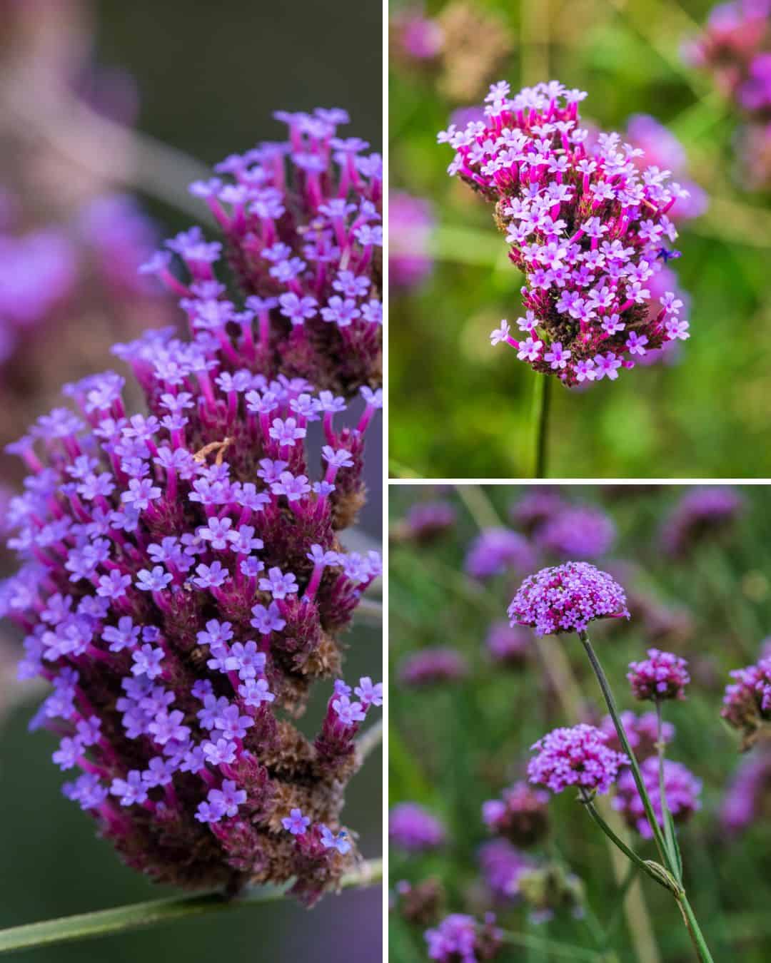 17 Flowering Plant That Self-Seed, And Spread Naturally