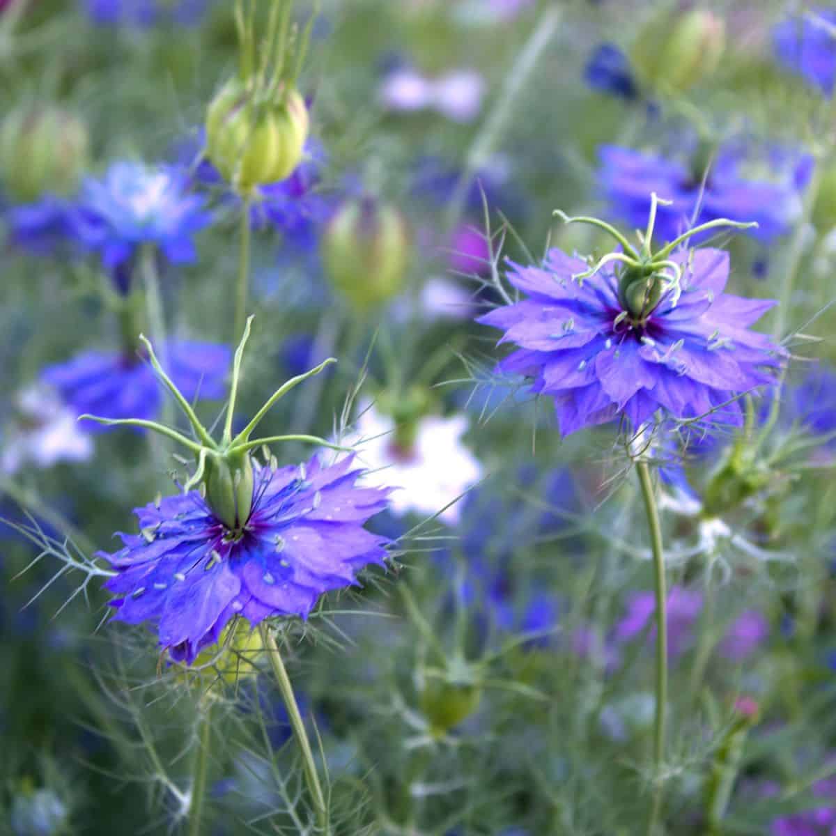 17 Flowering Plant That Self-Seed, And Spread Naturally