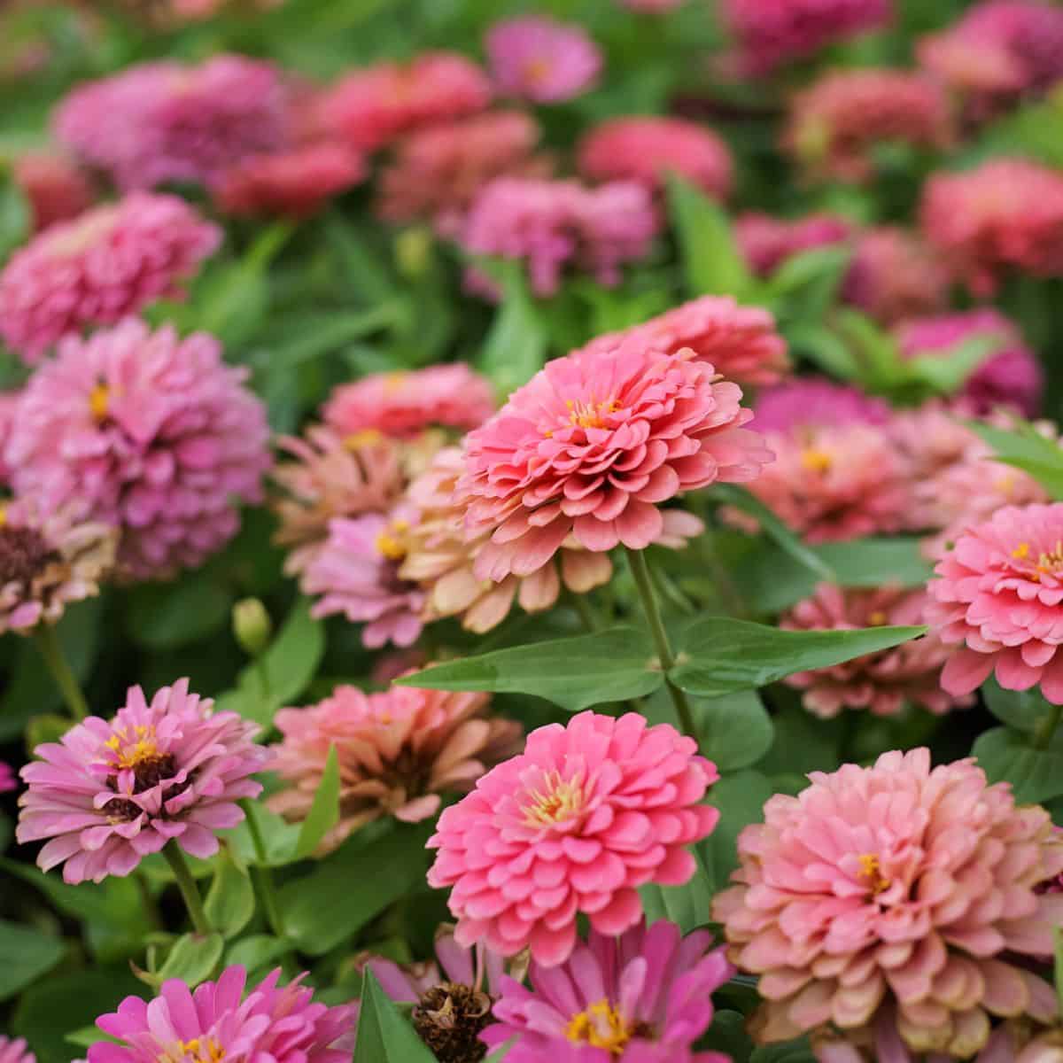 17 Flowering Plant That Self-Seed, And Spread Naturally
