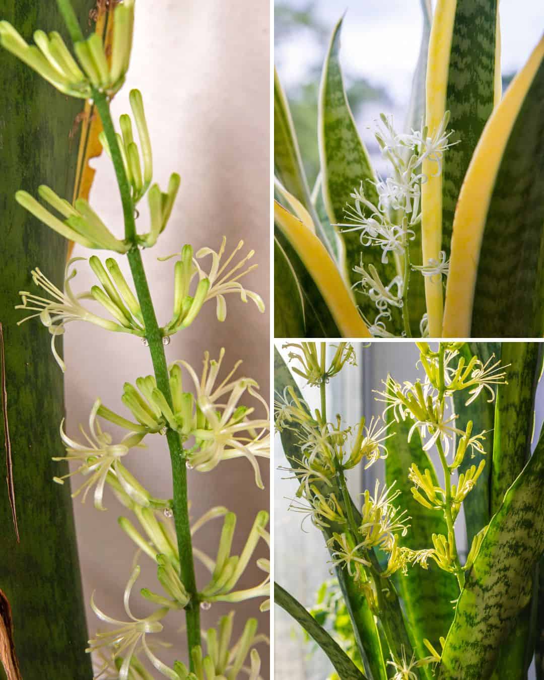 12 Things Every Snake Plant Owner Needs To Know