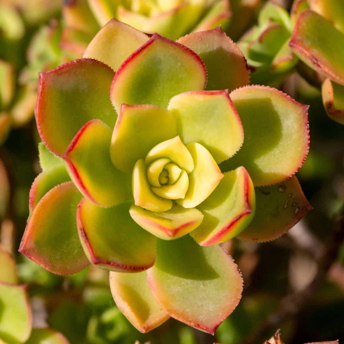 7 Surprising Facts About Aeonium Plants You Never Knew
