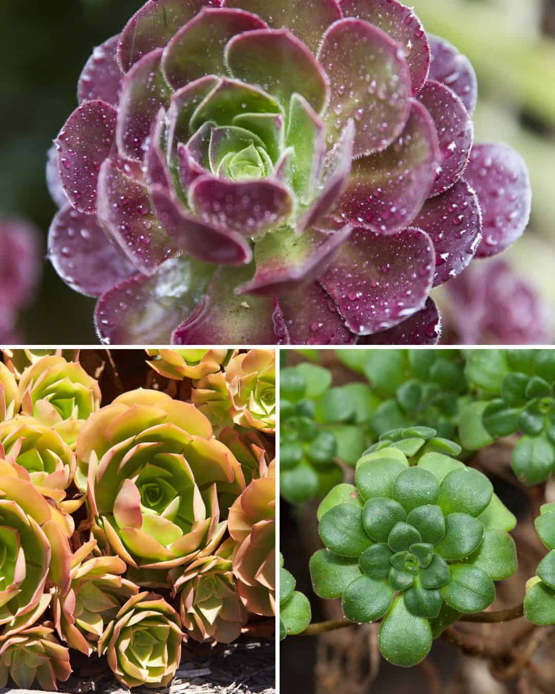 7 Surprising Facts About Aeonium Plants You Never Knew