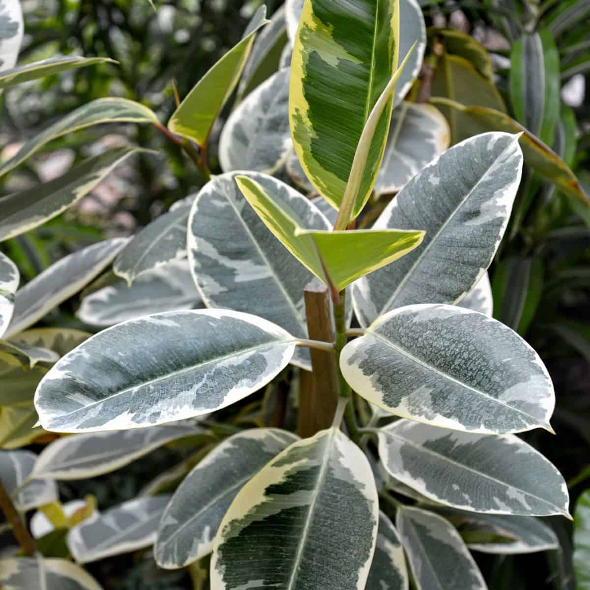 5 Ficus Elastica Facts You Probably Didn't Know: Surprising Rubber ...
