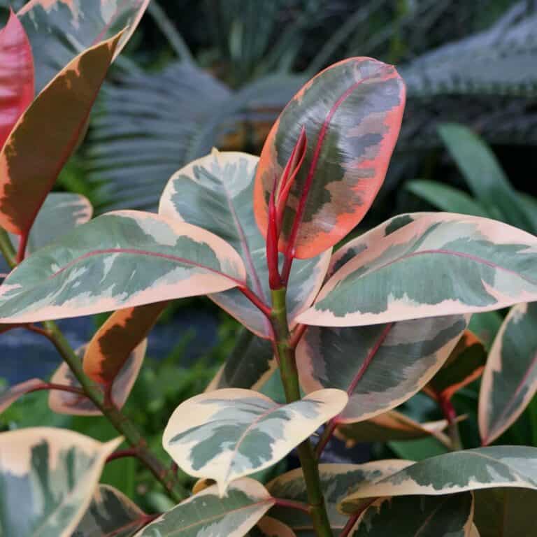 5 Ficus Elastica Facts You Probably Didn't Know: Surprising Rubber ...