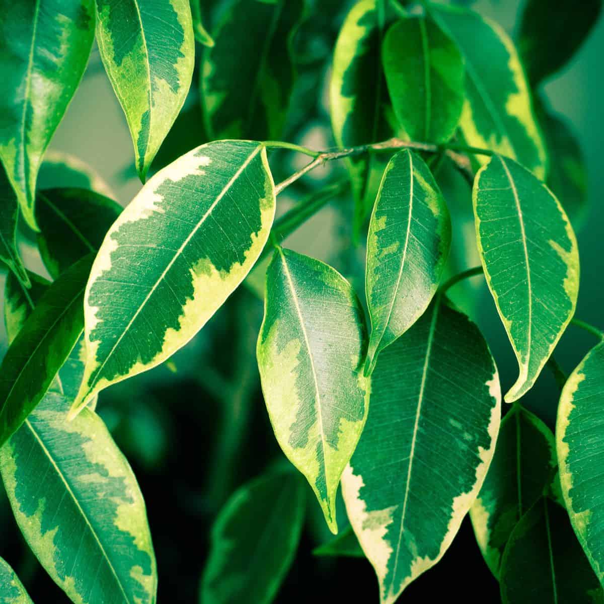5 Ficus Elastica Facts You Probably Didn't Know: Surprising Rubber ...