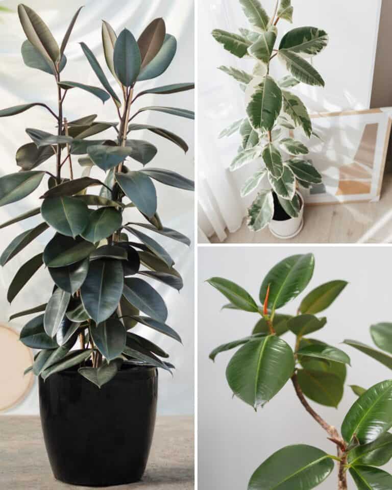 5 Ficus Elastica Facts You Probably Didn't Know: Surprising Rubber ...