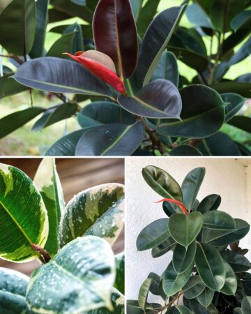 5 Ficus Elastica Facts You Probably Didn't Know: Surprising Rubber ...