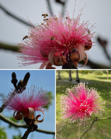 How To Grow The Shaving Brush Tree: Pseudobombax Ellipticum