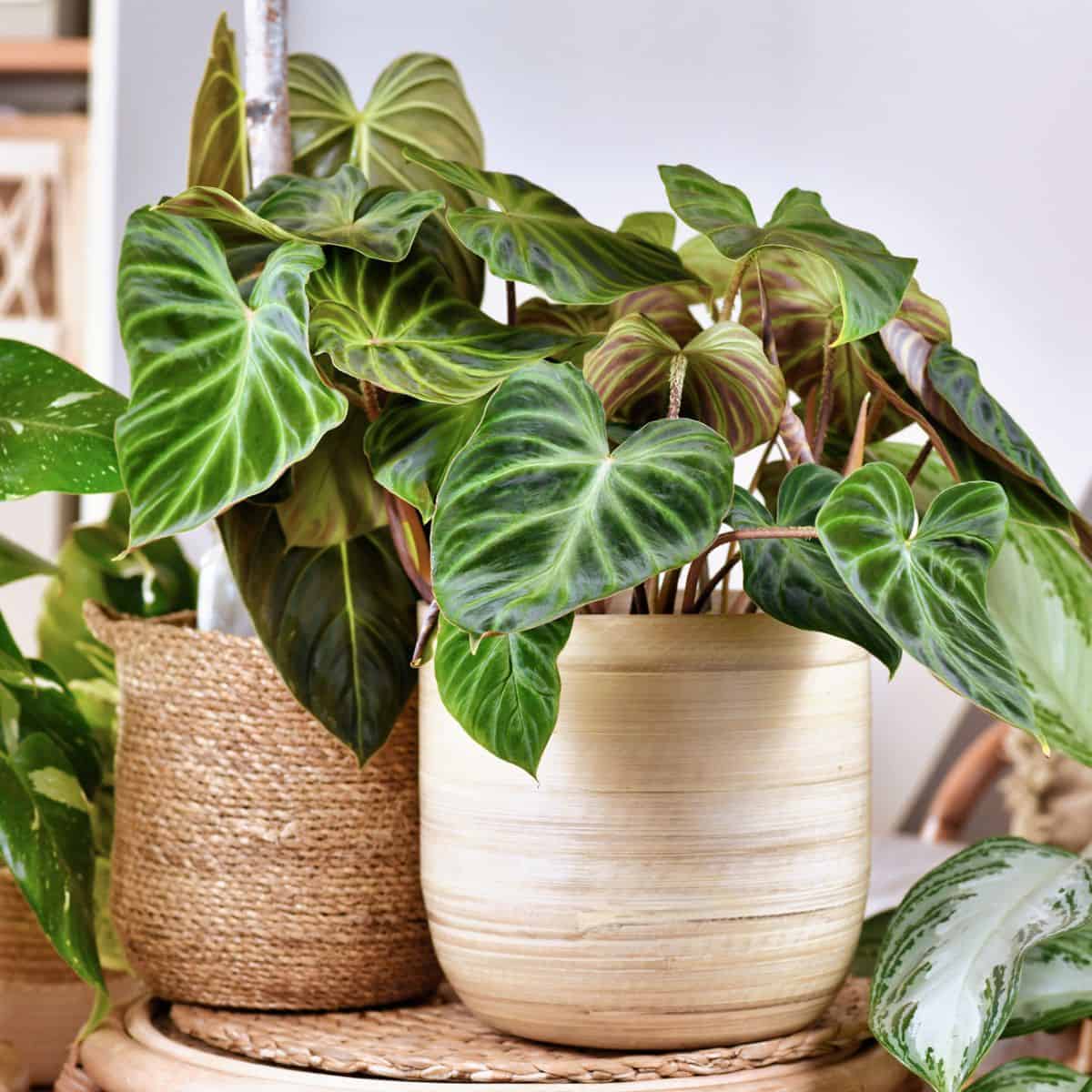 7 Everyday Household Items That Boost Indoor Plant Growth