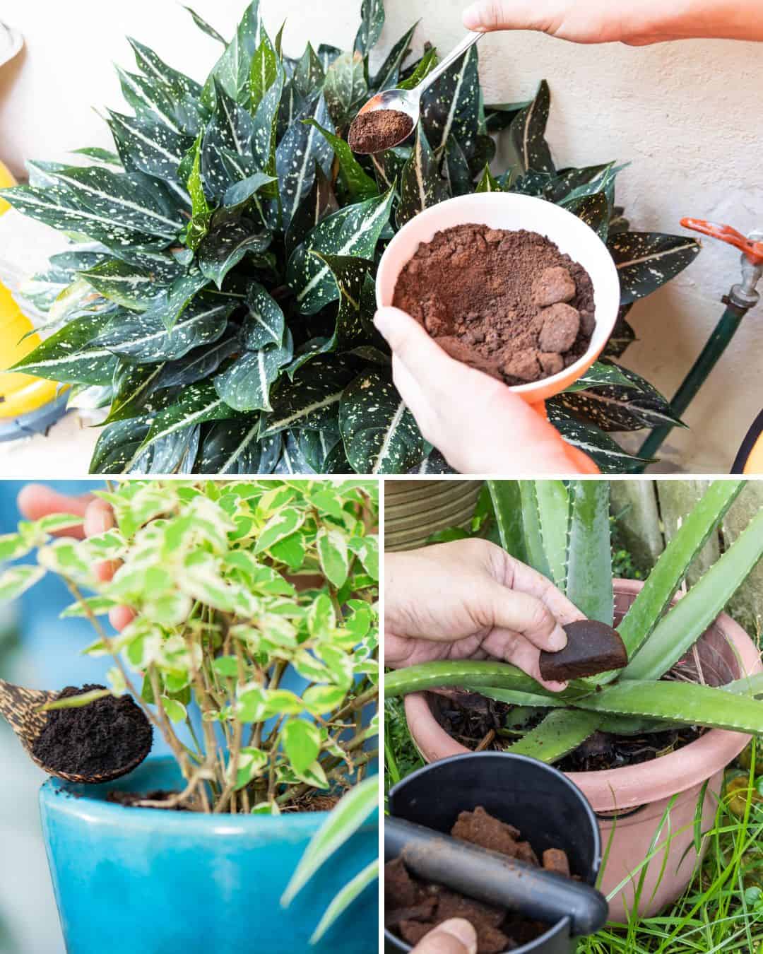 7 Everyday Household Items That Boost Indoor Plant Growth