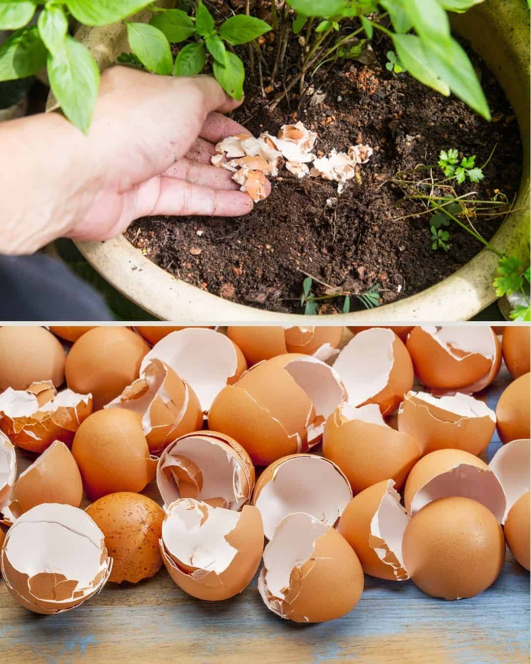 7 Everyday Household Items That Boost Indoor Plant Growth