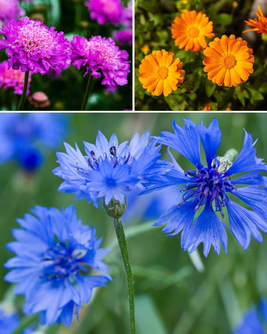 9 Flower Seeds to Plant This September for a Blooming Spring Summer ...