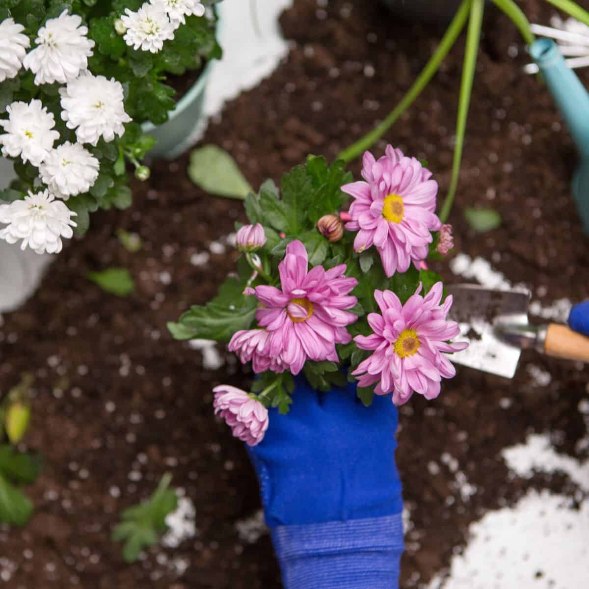 9 Flower Seeds to Plant This September for a Blooming Spring Summer ...