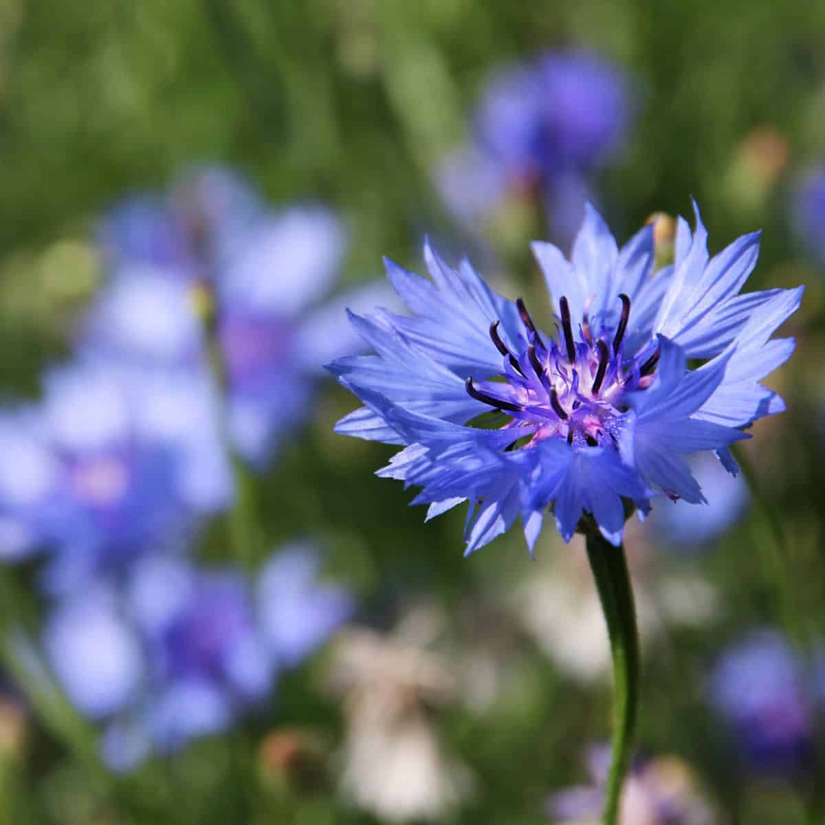 9 Flower Seeds to Plant This September for a Blooming Spring Summer ...