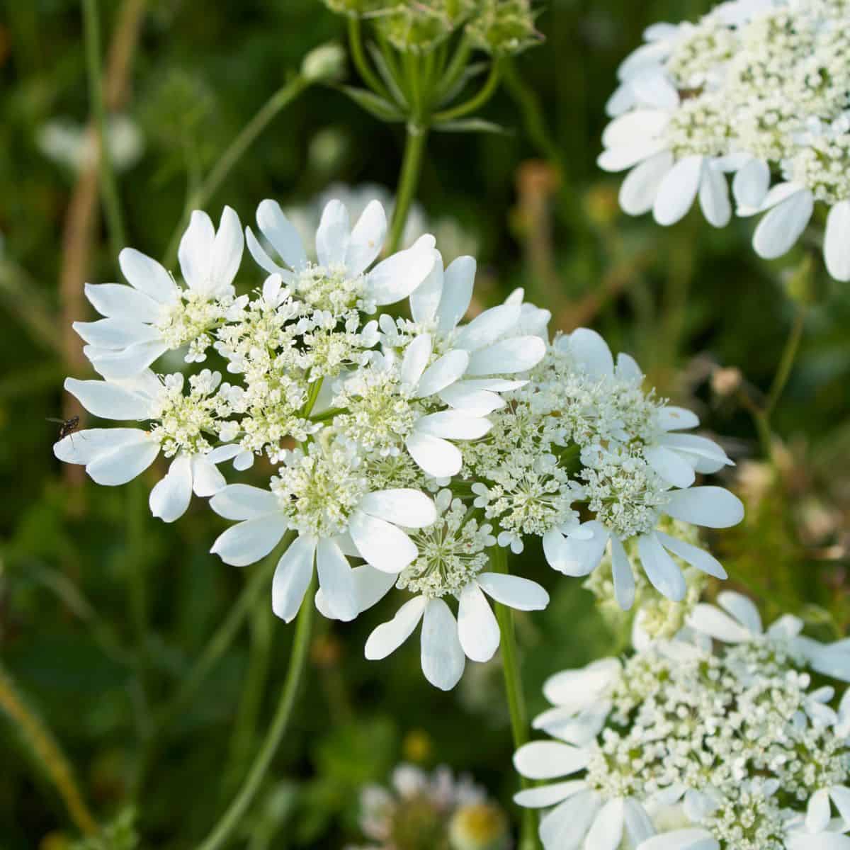 9 Flower Seeds to Plant This September for a Blooming Spring Summer ...