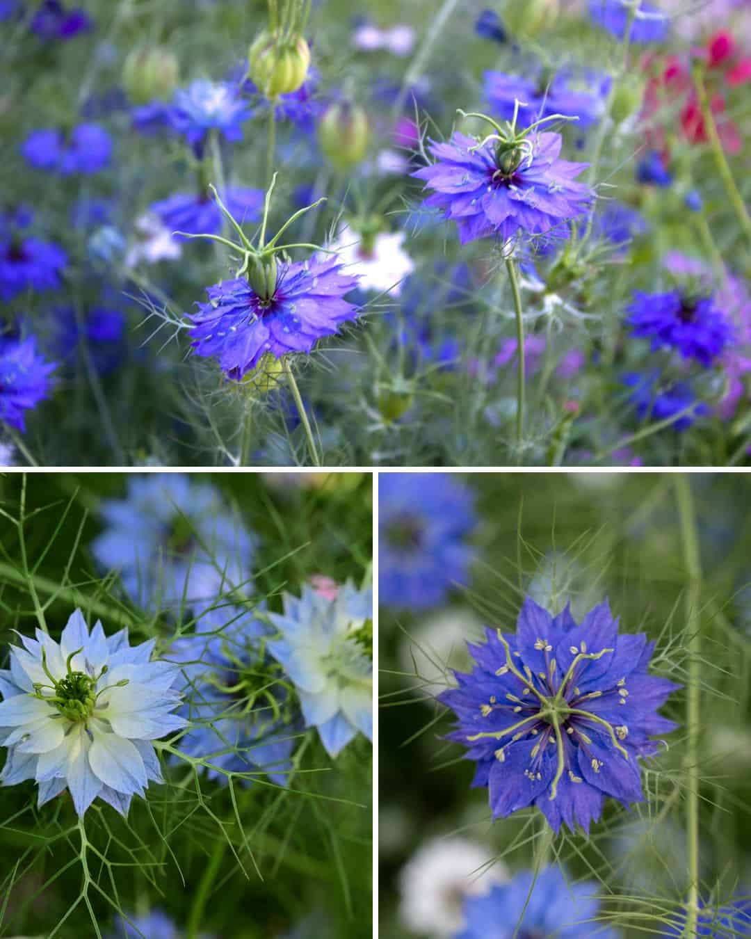 9 Flower Seeds to Plant This September for a Blooming Spring Summer ...