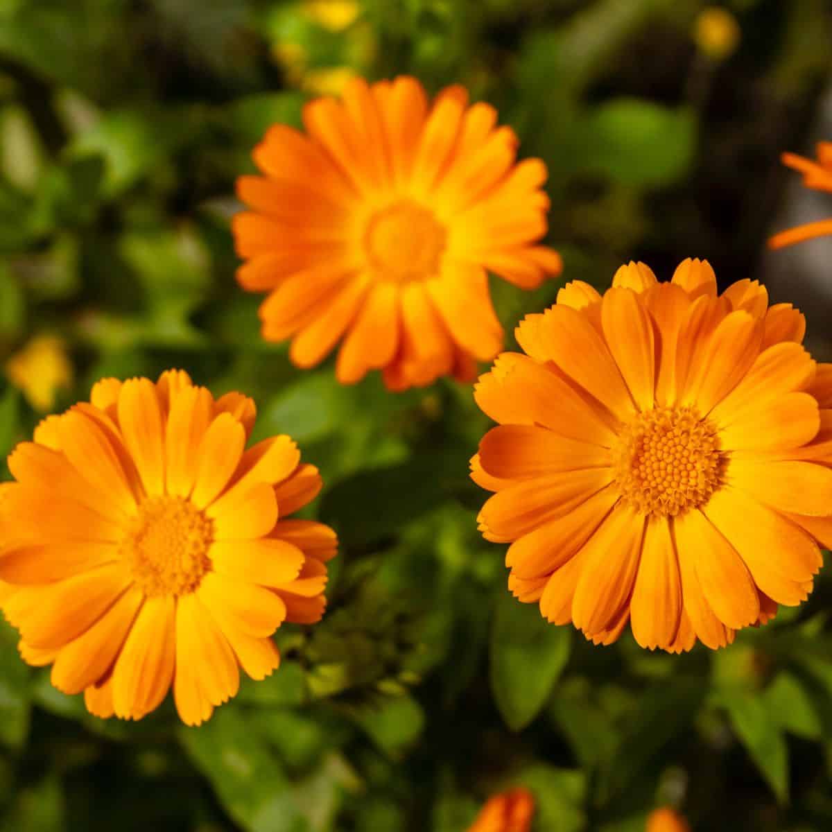 9 Flower Seeds to Plant This September for a Blooming Spring Summer ...