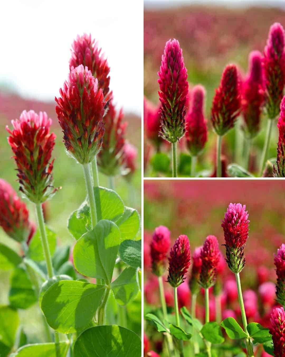 9 Flower Seeds to Plant This September for a Blooming Spring Summer ...